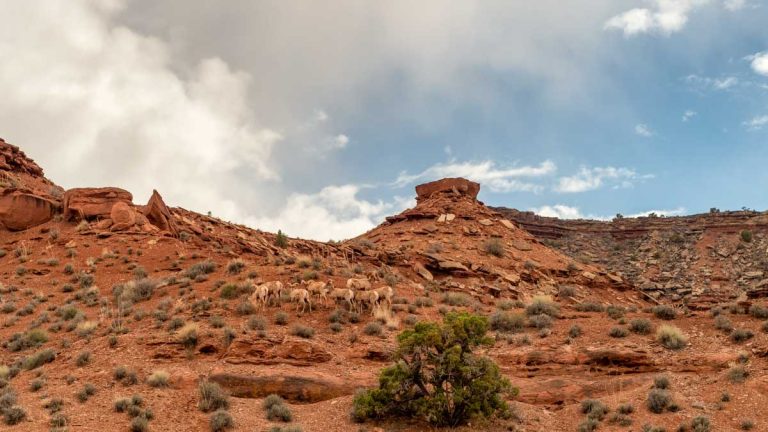 White Rim Trail Overlanding Guide: A Journey Through Canyonlands ...